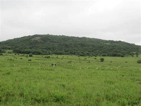 A Rare Sight European Storks Grace Thaba Eco Park Gauteng
