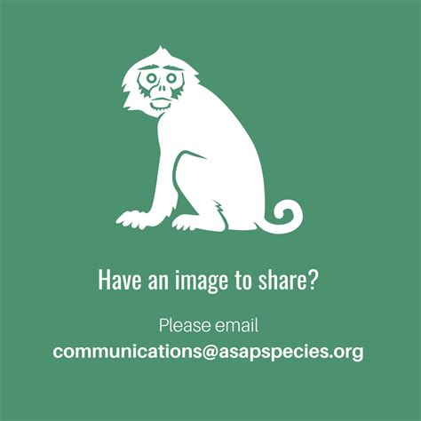 Sir Davids Long Beaked Echidna — Asian Species Action Partnership Asap