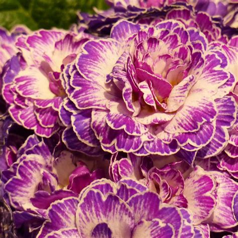 Primula vulgaris Belarina Lively Lilac - Primevère des jardins, acaule ...