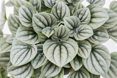 10 Low Light Houseplants That Thrive In Dark Homes Green Garden Cottage