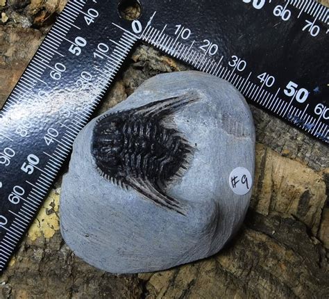 Trilobite Leonaspis Sp Ridgeway Frozen