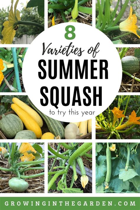 Summer Squash Varieties Top 8 Types For A Bountiful Harvest