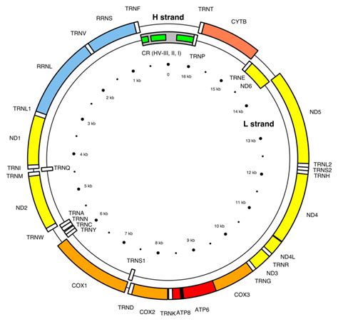 How Do I Check For Any Nuclear Dna Contamination In Mtdna Isolation Researchgate