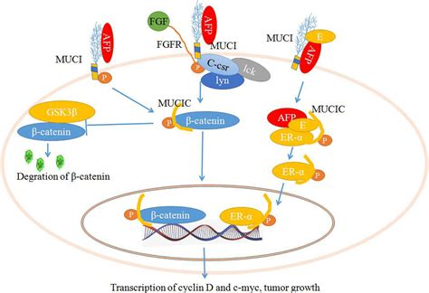 What Is Alpha Fetoprotein Function At Naomi Marshall Blog