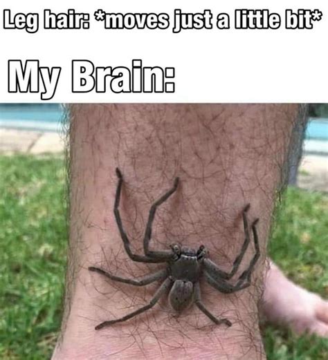 The Best Spider Memes Memedroid