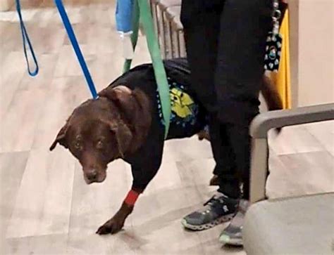 Brunos Hygroma Leads To Amputation With Help From Tripawds Tripawds Foundation