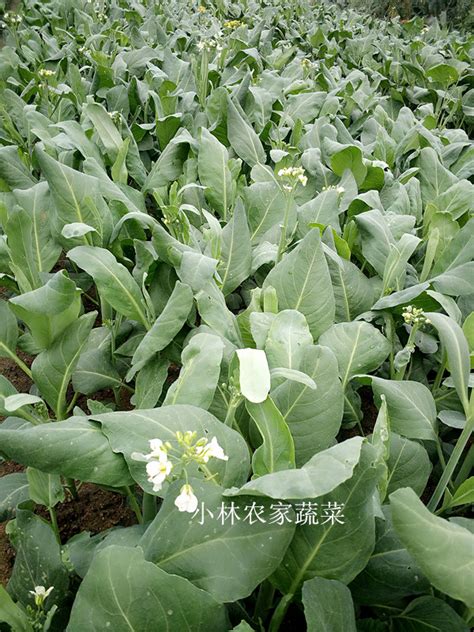 新鲜农家蔬菜自种芥蓝菜小芥兰中花芥兰露天种植无公害500g虎窝淘