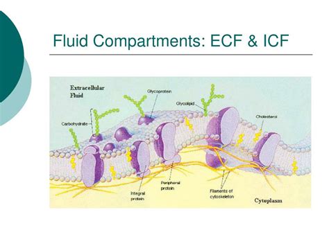 Ppt Cells Powerpoint Presentation Free Download Id3290240