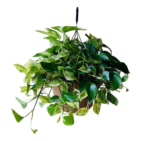 Pure Beauty Farms 2 Gal Golden Pothos Plant In 12 In Hanging Basket