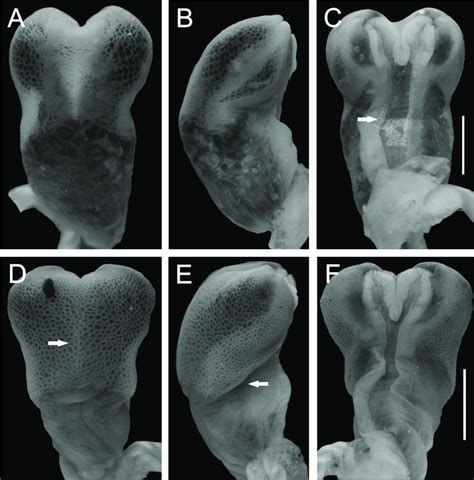 Hemipenis Morphology Of The Two New Species Phymaturus Robustus Sp