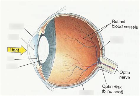 Eye Diagram Diagram Quizlet