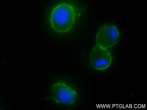 Cd24 Antibody 84342 5 Rr Proteintech