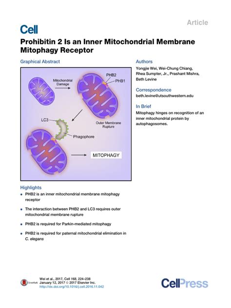 Piis009286741631652x Pdf Mitochondrion Cell Biology