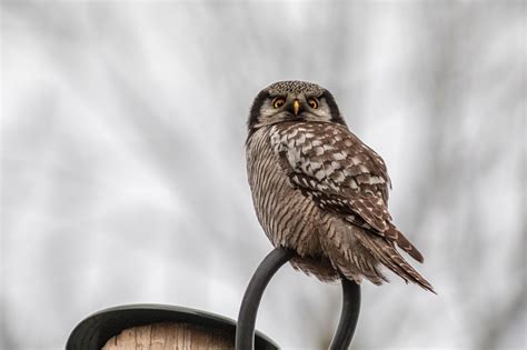 Hawk Owl