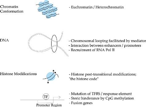 Graphical Summary Of Gene Expression Regulators Regulation Of Gene