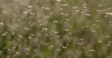 Crispr Mosquito Gene Editing For Malaria Eradication Synthego