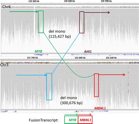 Integrative Genomics Viewer Igv Visualization Of Alignments Of The