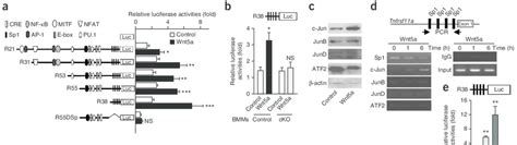 Wnt5a Transactivates Tnfrsf11a By Interaction Of Jun With Sp1 Sites In