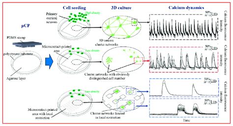 Schematic Diagram Of 3d Neuron Networks With Different Cell Aggregation