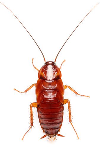Turkistan Roaches Blatta Lateralis Ultimate Exotics