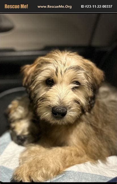 Adopt 23112200337 ~ Soft Coated Wheaten Terrier Rescue ~ Parker Co