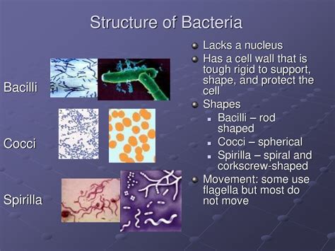Spirilla Bacteria Structure