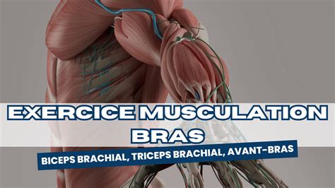 Exercices De Musculation Des Bras Formathlète