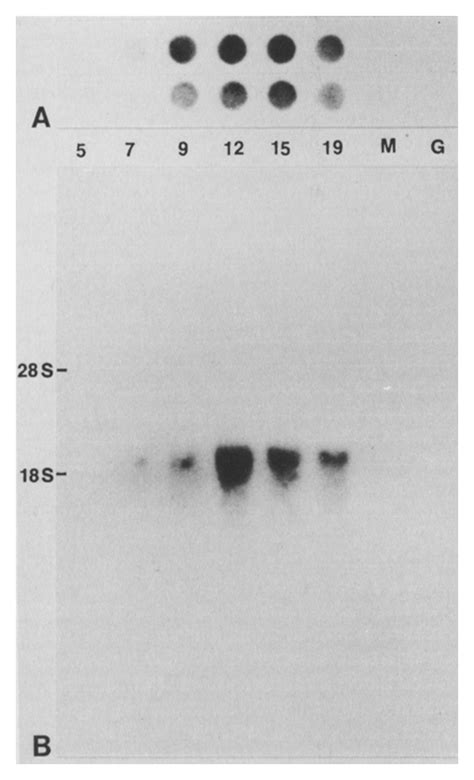 A Developmentally Staged Embryo Rna Dot Blot Hybridized With