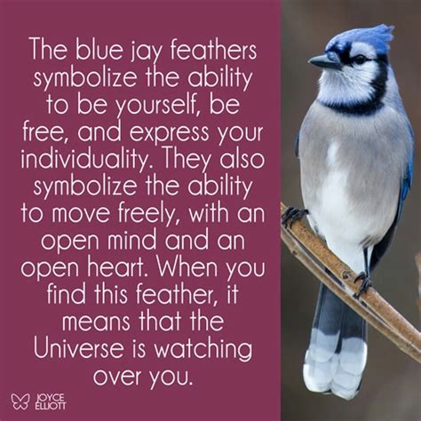 Blue Jay Feather Meaning And Symbolism 9 Powerful Messages Joyce Elliott