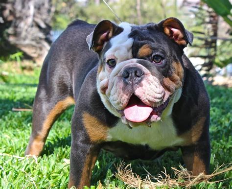 Tri Coloured French Bulldog Warehouse Of Ideas