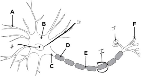 Neuron Model Flashcards Quizlet