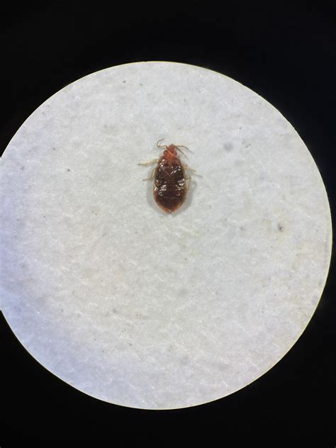 Is This A Bed Bug Rwhatsthisbug