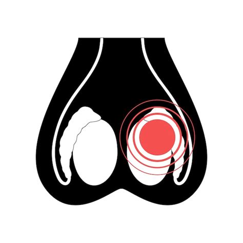 Premium Vector Male Reproductive System