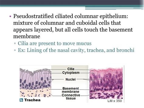 Tissues Ppt Download