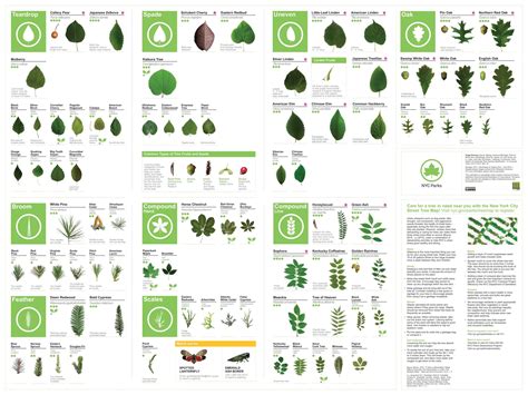 Printable Tree Leaf Identification Chart