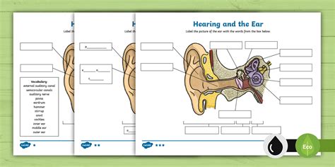 Parts Of An Ear Labelling Activity Linsegnante Ha Fatto