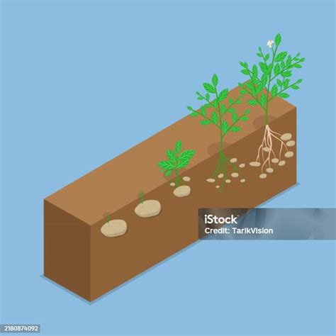 3d Isometric Flat Vector Illustration Of Potatoes Reproduction Cycle