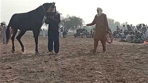 واہ گھوڑا واہ Youtube