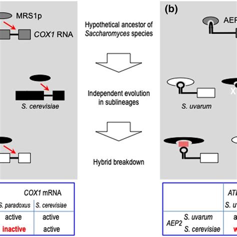 Examples Of Mitonuclear Incompatibilities In Yeasts And Their