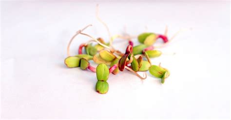 Pokemon Pregnant Dawn