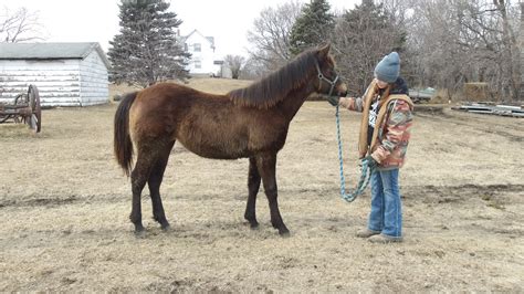 Prestigious Dun It Good Conformation Work And Show Pedigree Hollywood Dun It