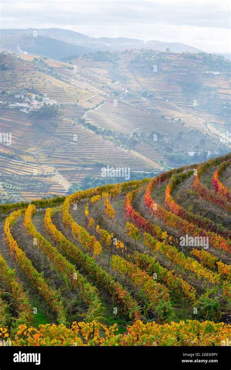 Colorful Autumn Landscape Of Oldest Wine Region In World Douro Valley