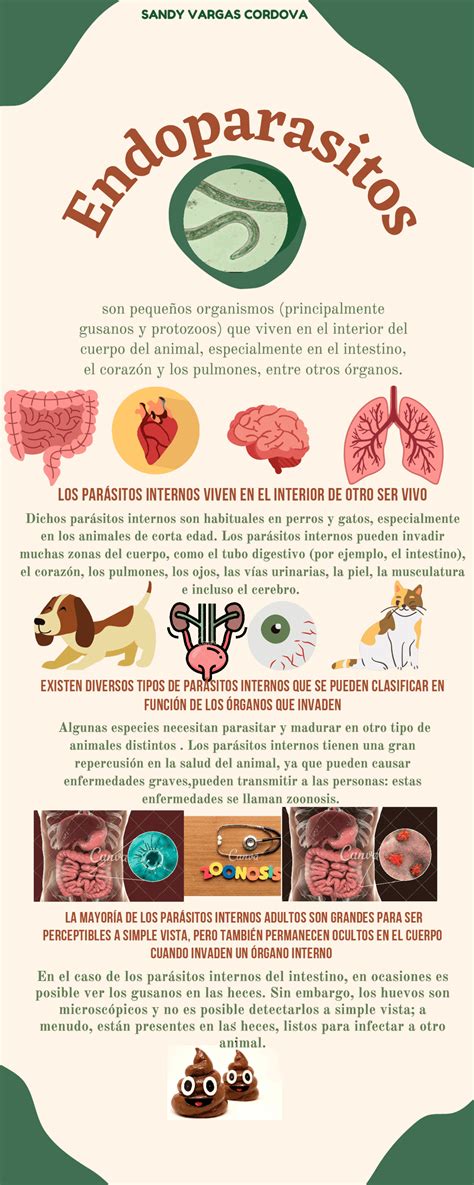 Infografía Acerca De Los Endoparasitos Schemes And Mind Maps Of Parasitology Docsity