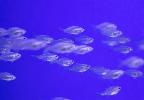 Loopmeal Pro Loopworm