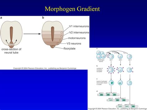 Gene Regulation During Development Ppt Download