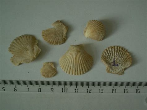 Pecten Besseri Вымершие животные вики Fandom