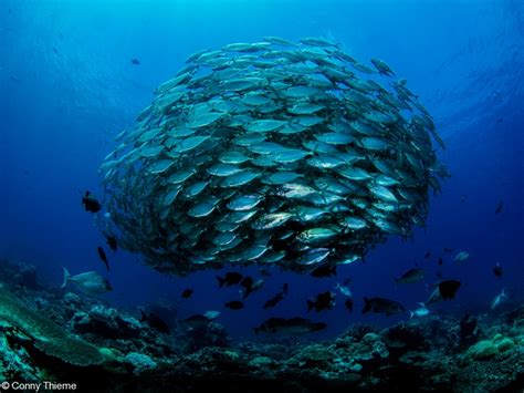 Photographer Of The Week Cornelia Thieme