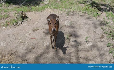 Javan Deer Rusa Timorensis Royalty Free Stock Image 205091308