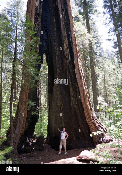 Giant Sequoia Trees In Calaveras Big Trees State Park California Stock