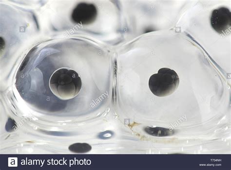 Mitosis Or Cell Division Of Frog Embryo Fotos Und Bildmaterial In